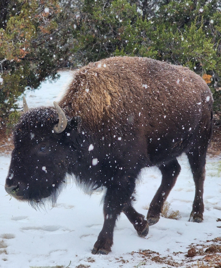 Nambé Pueblo | Nambé Falls – Bison Program
