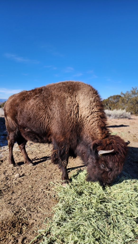 Nambé Pueblo | Nambé Falls – Bison Program